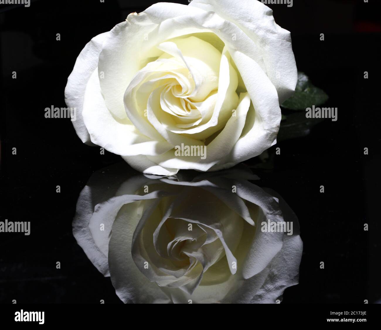 Open white rose button with reflection isolated on black background ...