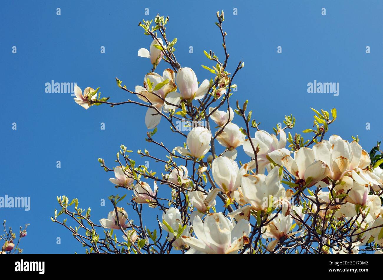 Blue magnolia hi-res stock photography and images - Alamy