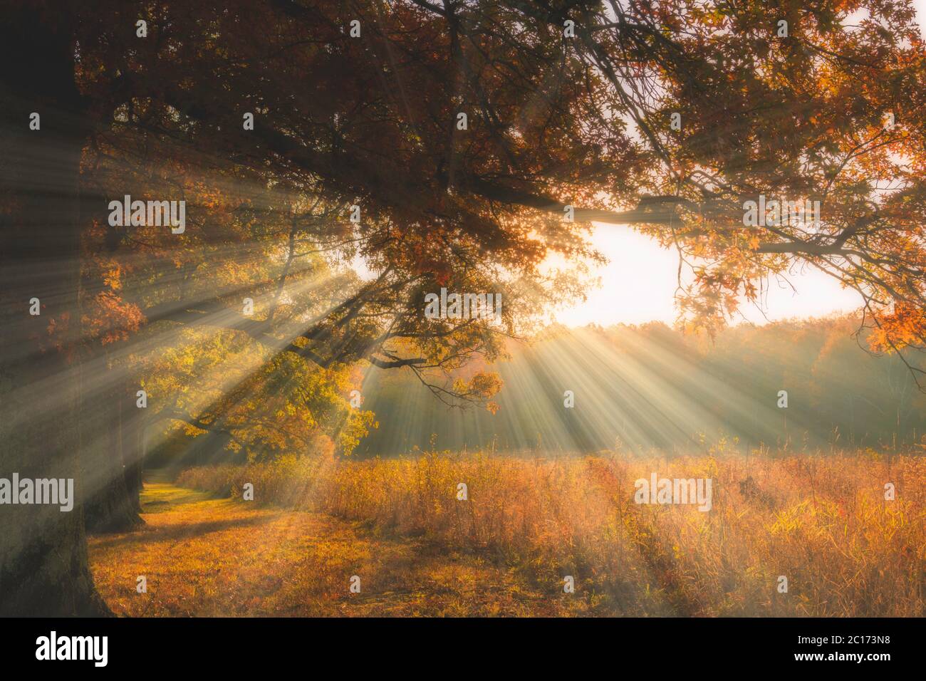 Sun rays beaming through the autumn trees in Mohonk Preserve, New York ...