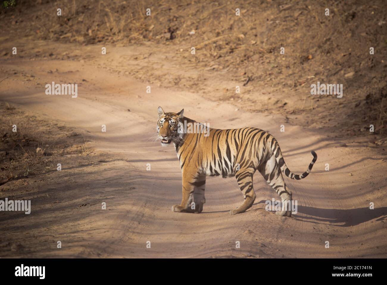 Royal Bengal Tiger, Panthera tigris, Rider, Panna Tiger Reserve, Madhya ...