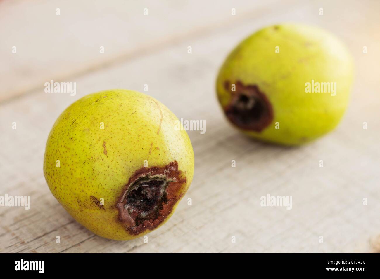 Diseased pear hi-res stock photography and images - Alamy