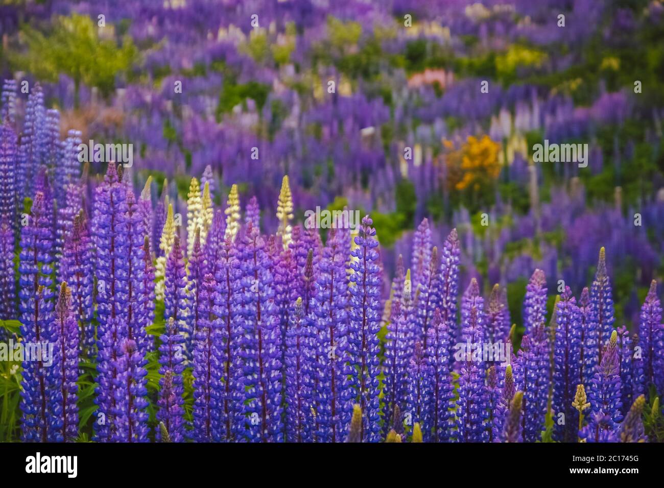 Lupin Field in Patagonia Stock Photo - Alamy