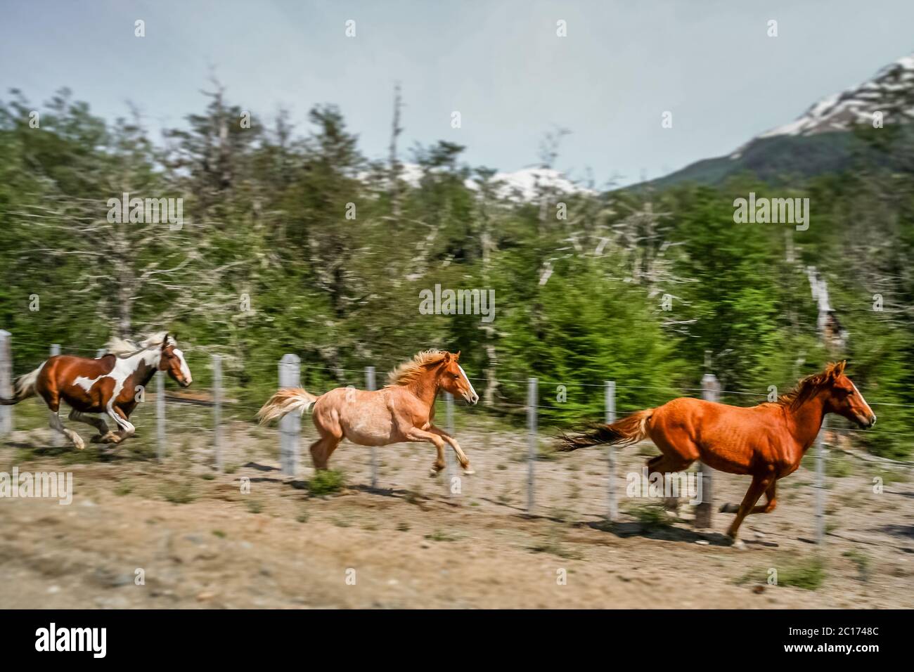 Mustangs Running High Resolution Stock Photography and Images - Alamy