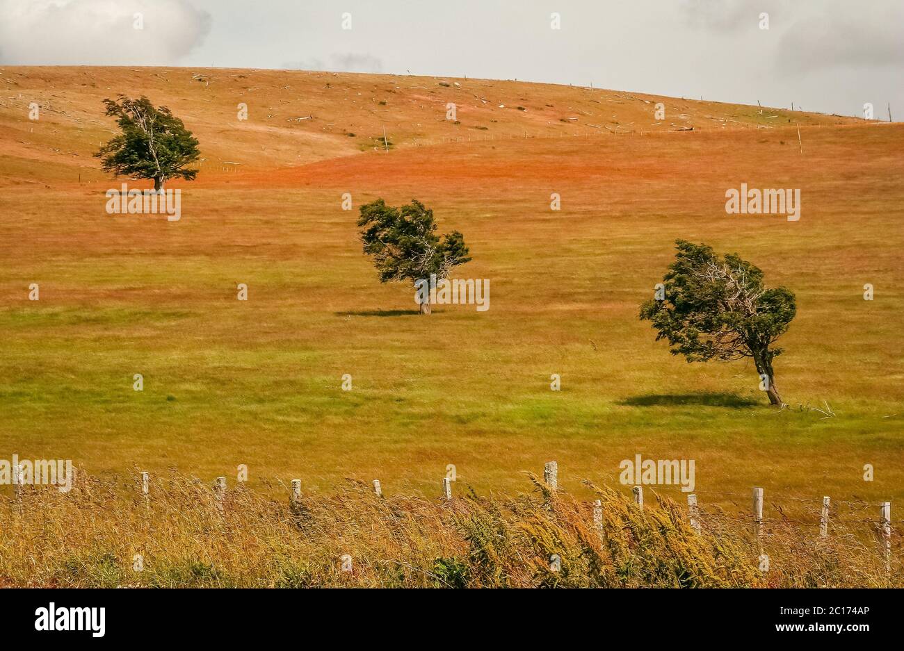 Empty field trees wind hi-res stock photography and images - Alamy