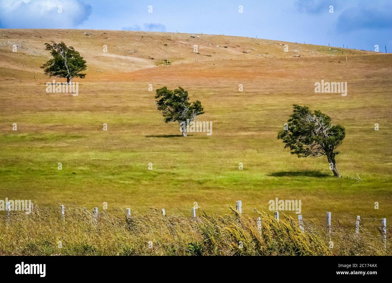 Middle three trees hi-res stock photography and images - Alamy