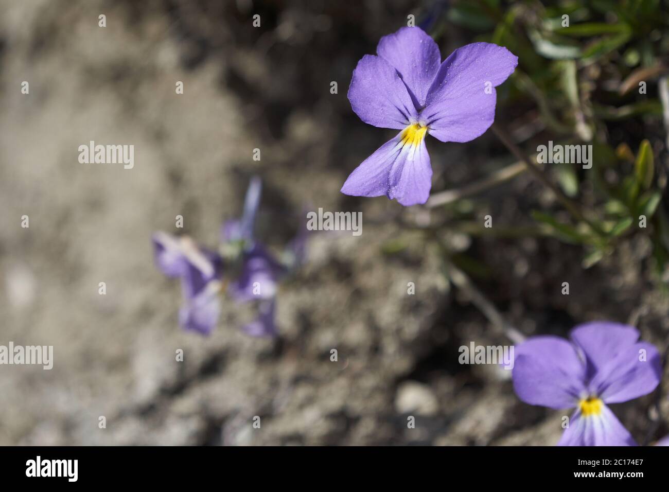 Viola calcarata Swiss switzerland mountains commonly known as long ...