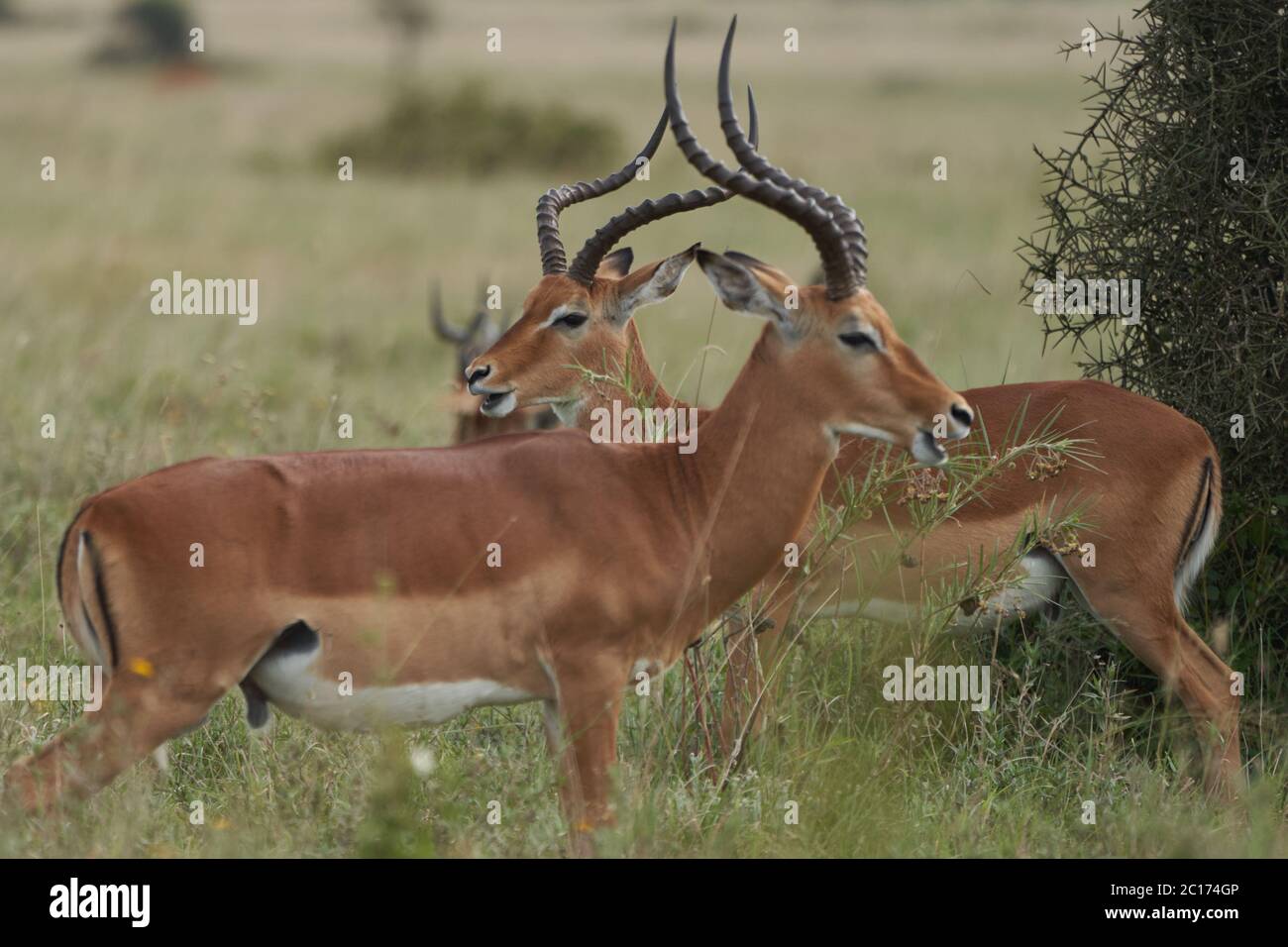 Impala Group Impalas Antelope Portrait Africa Safari Stock Photo - Alamy