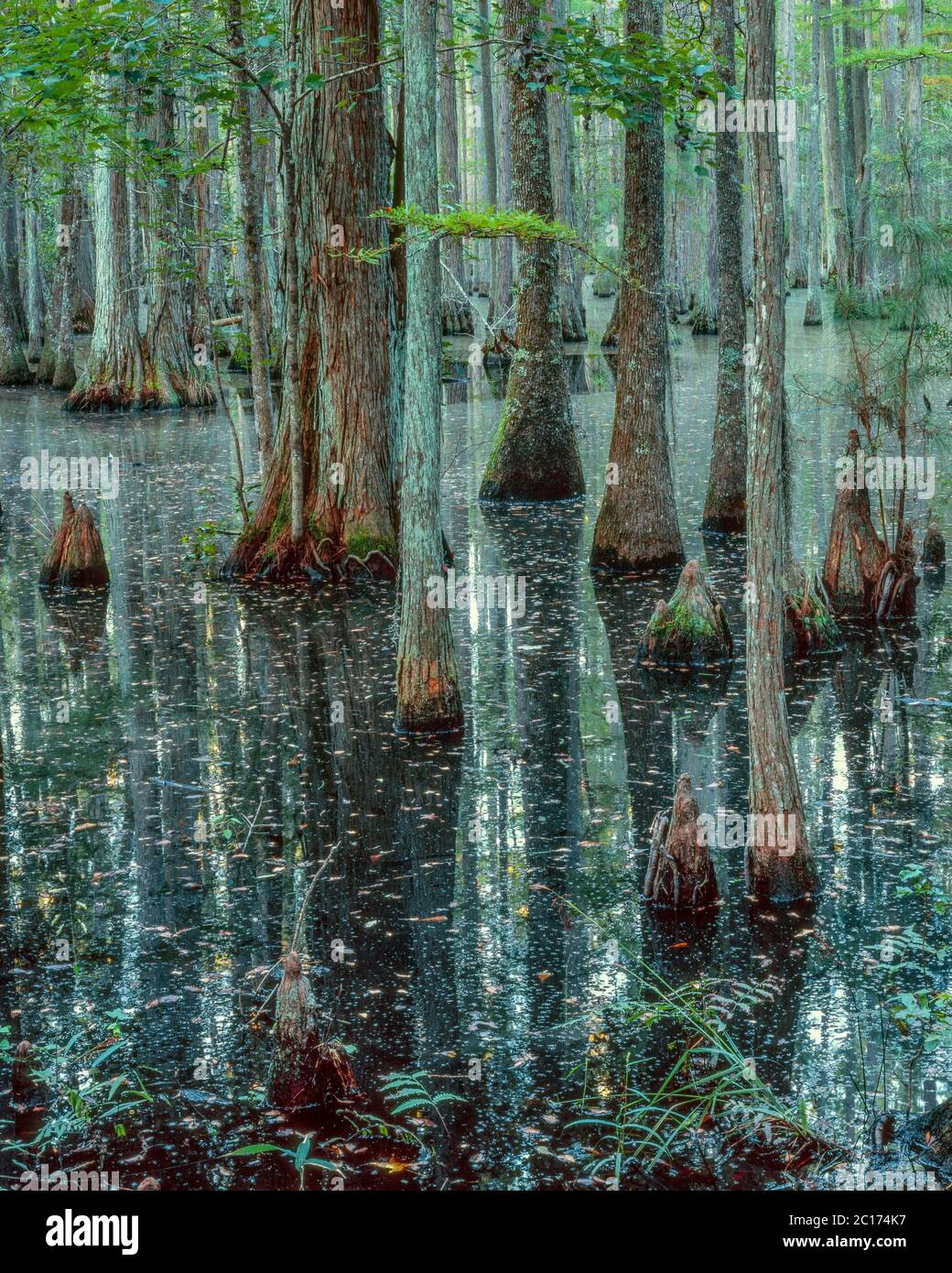 South Carolina Swamp High Resolution Stock Photography and Images - Alamy