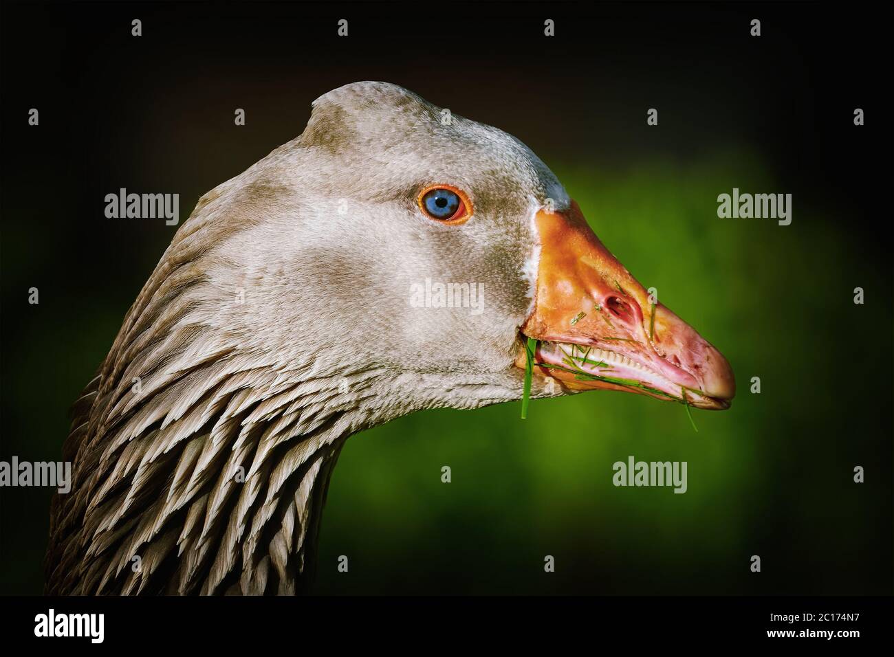 Portrait of Goose Stock Photo - Alamy