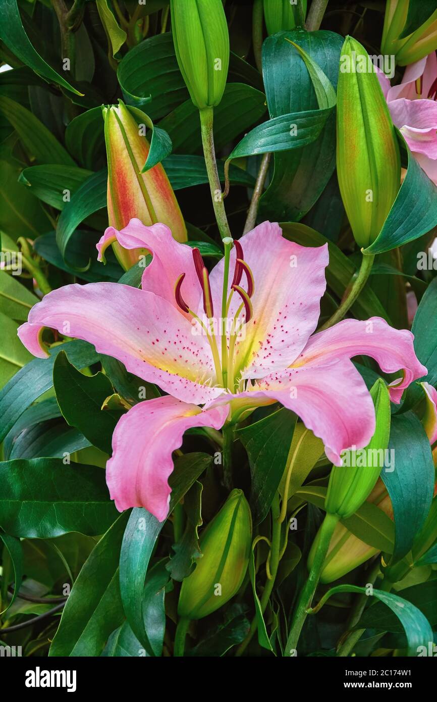 Lilly head hi-res stock photography and images - Alamy
