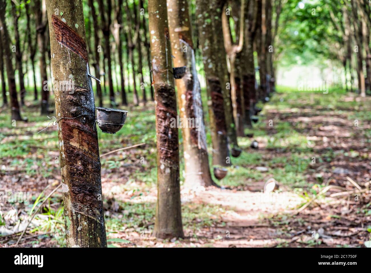 Rubber tree plantation Stock Photo - Alamy