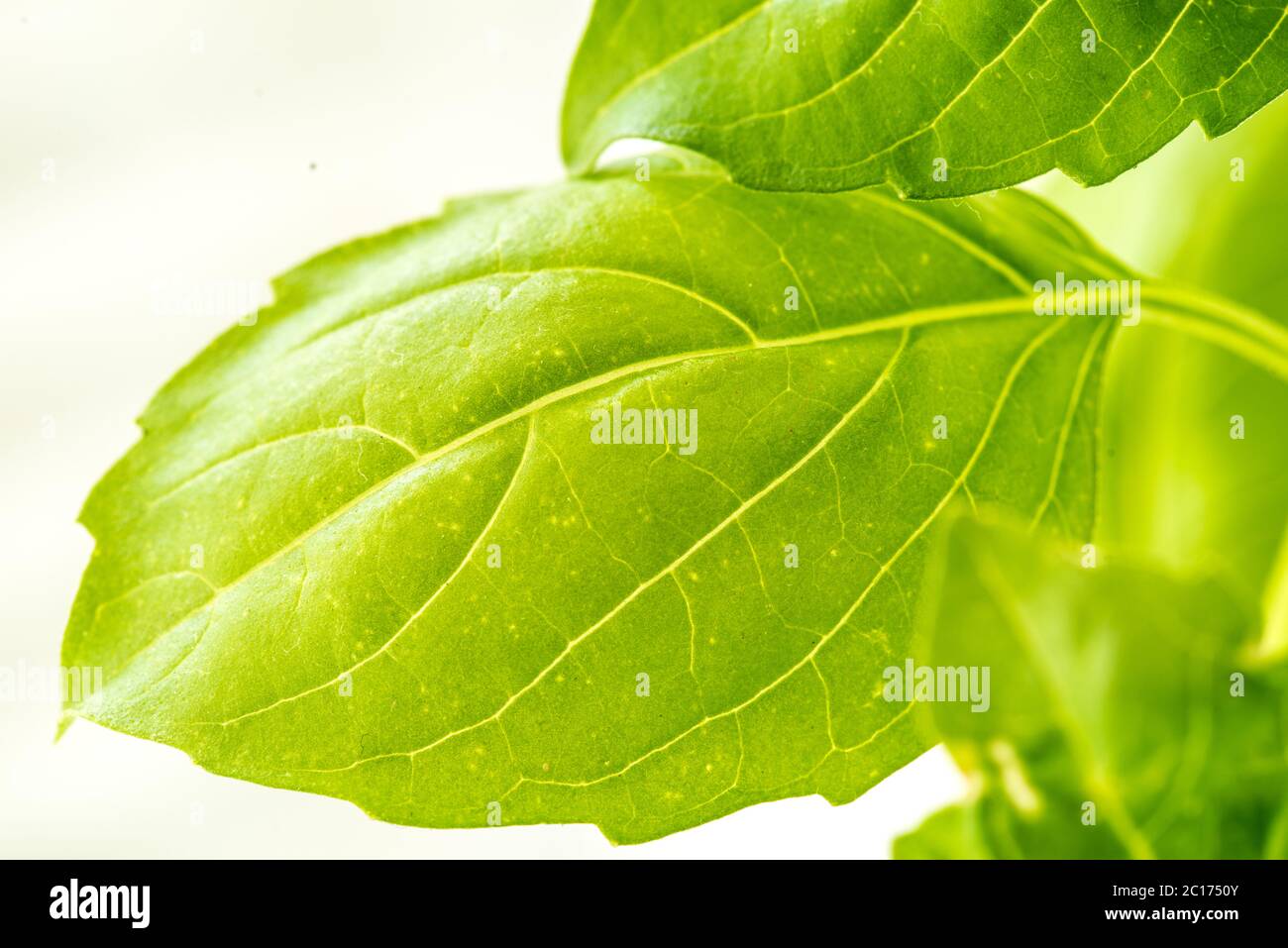 Fresh Basil Herb Leaves Closeup Stock Photo - Alamy