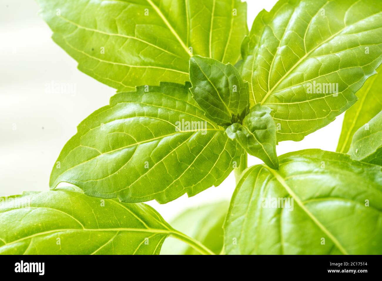 Fresh Basil Herb Leaves Closeup Stock Photo - Alamy