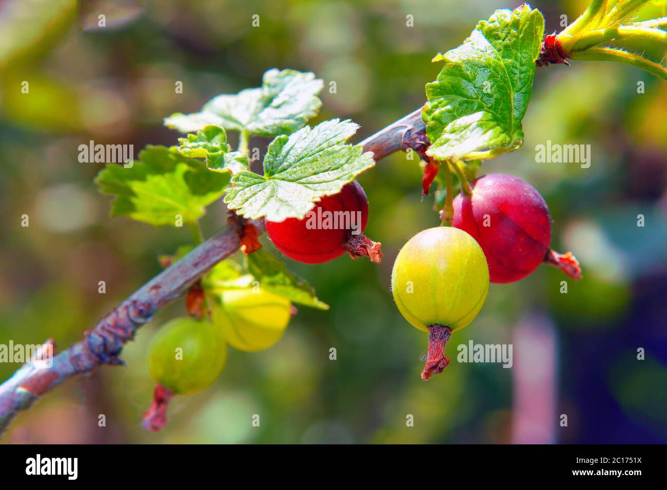 fresh gooseberry growing in the garden Stock Photo - Alamy