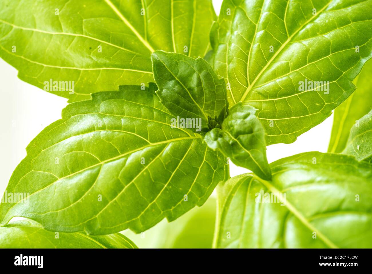 Fresh Basil Herb Leaves Closeup Stock Photo - Alamy