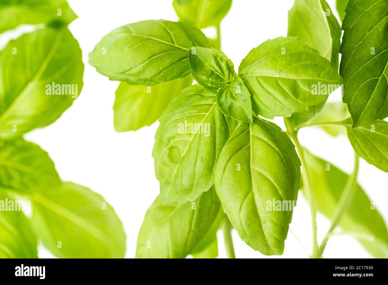 Fresh Basil Herb Leaves Closeup Stock Photo - Alamy