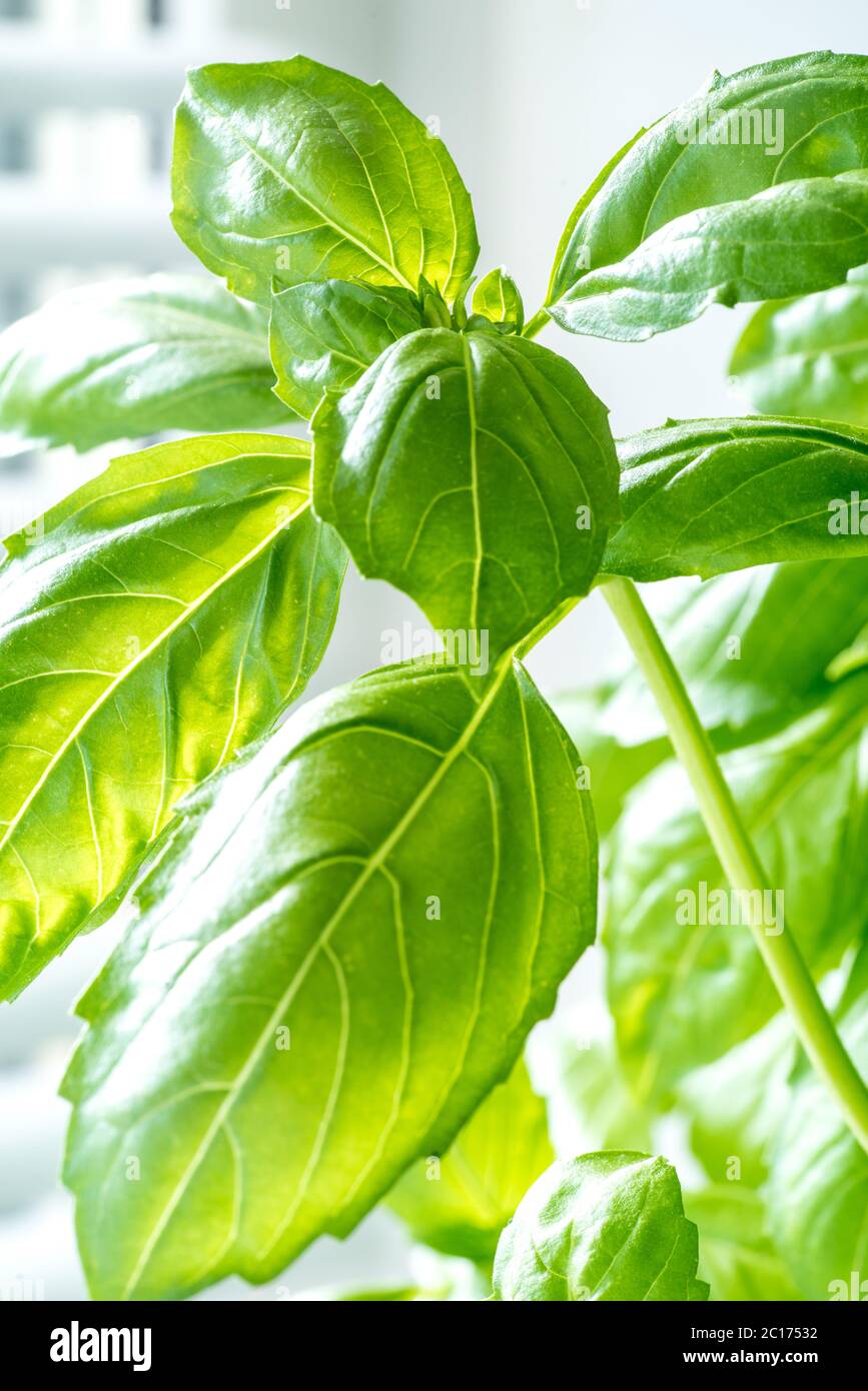 Basil plan hi-res stock photography and images - Alamy
