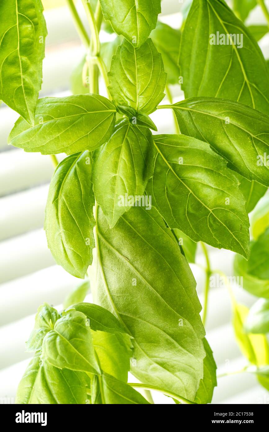 Fresh Basil Herb Leaves Closeup Stock Photo - Alamy