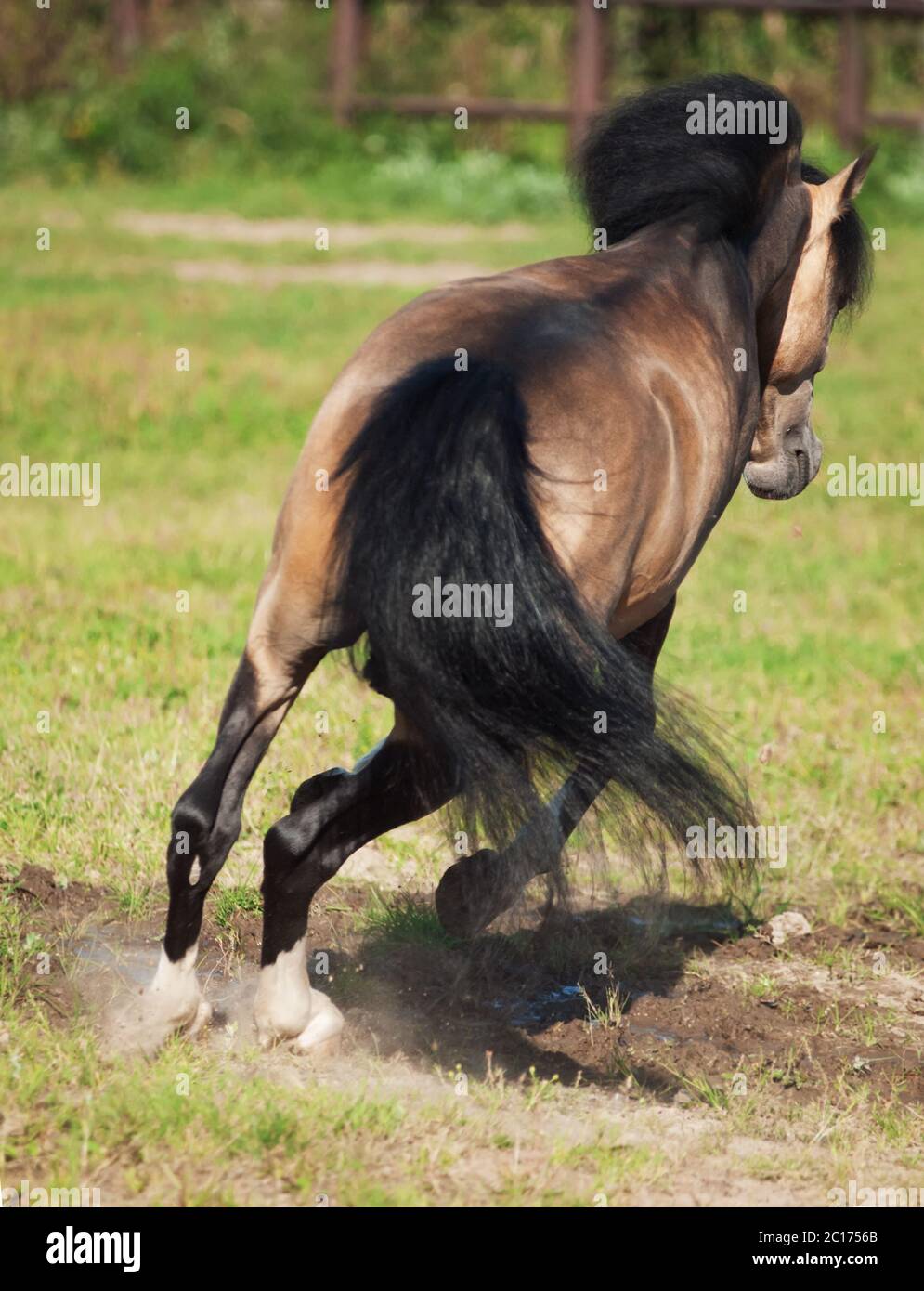 Jumping buckskin welsh pony Stock Photo - Alamy