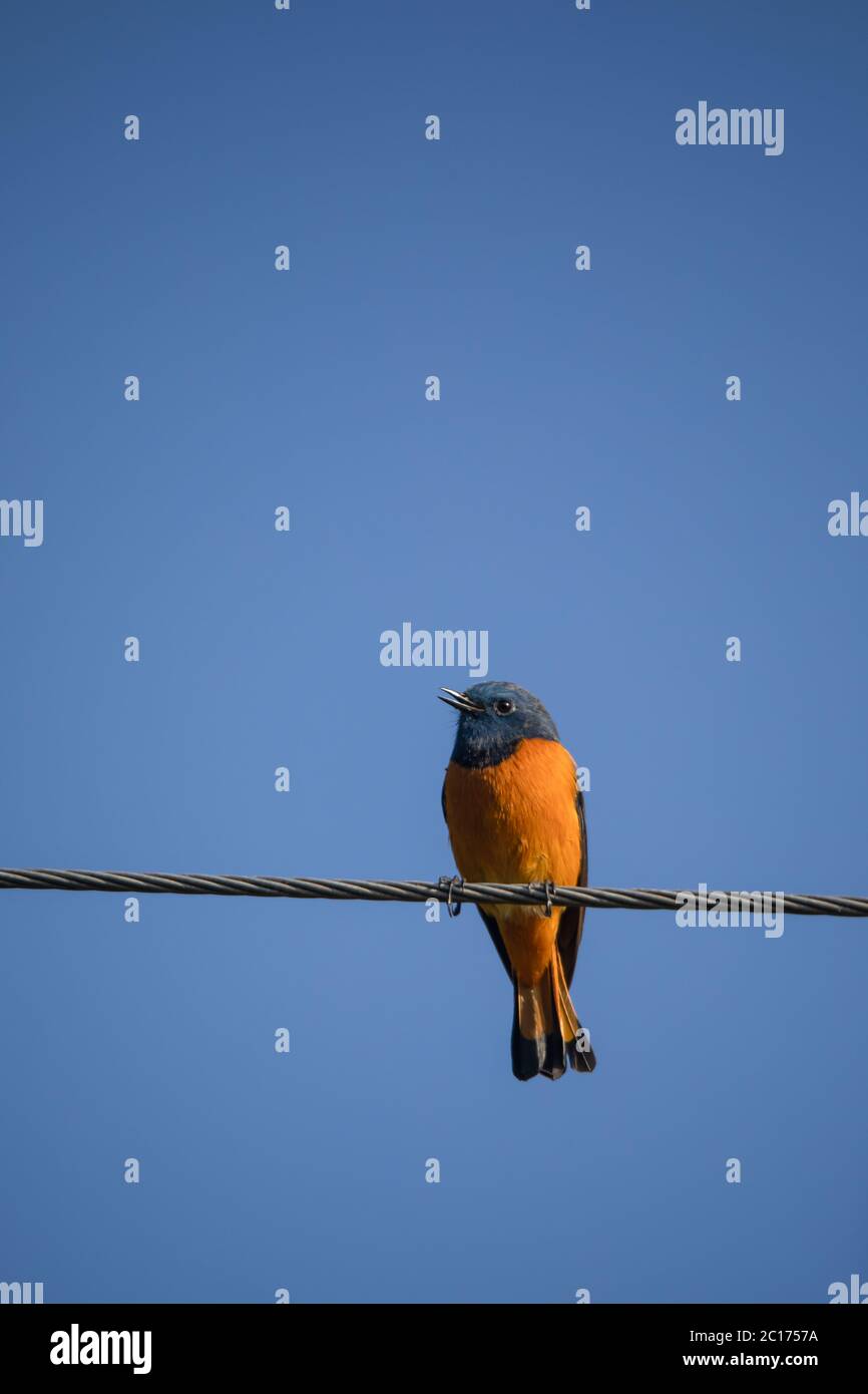 Blue fronted Redstart, Phoenicurus frontalis, Pangolekha Wildlife ...