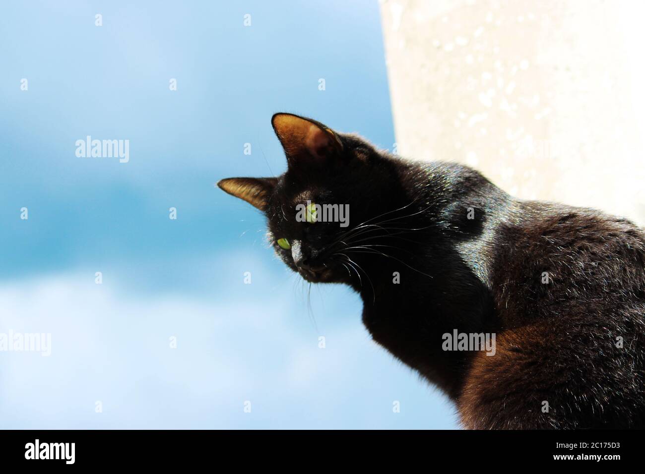 Black cat looks down against the wall and blue sky Stock Photo - Alamy