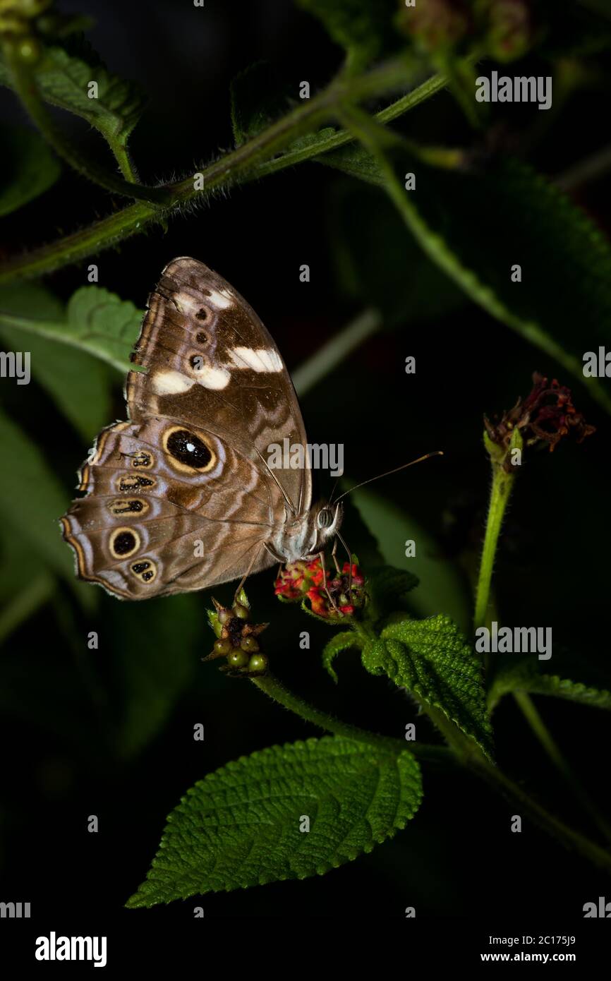 Dakhan hi-res stock photography and images - Alamy