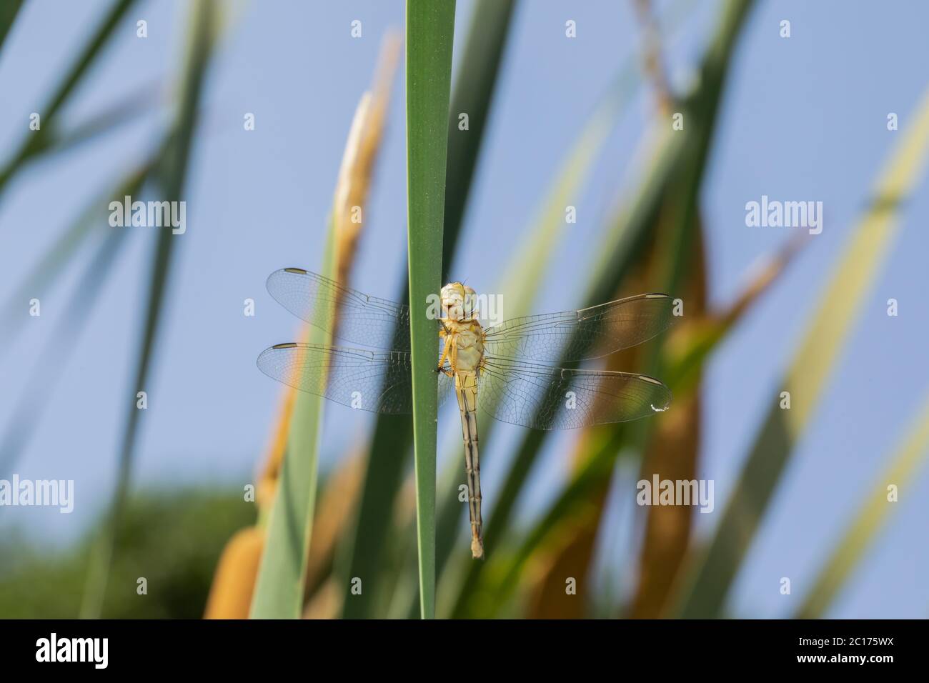 Dragonfly on grass, Pune, Maharashtra, India Stock Photo - Alamy