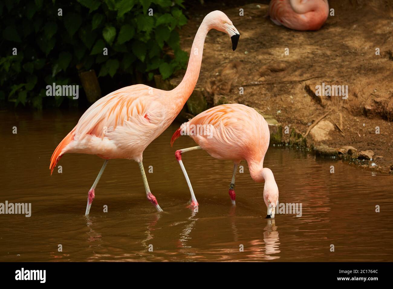 Pink flamingos mating hi-res stock photography and images - Alamy