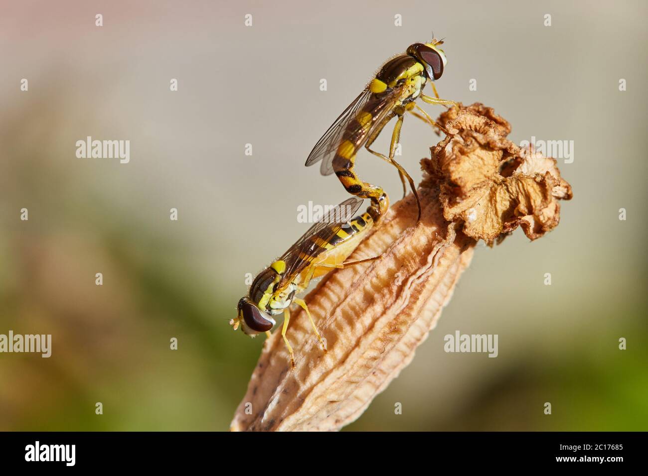 Insects mating hi-res stock photography and images - Alamy