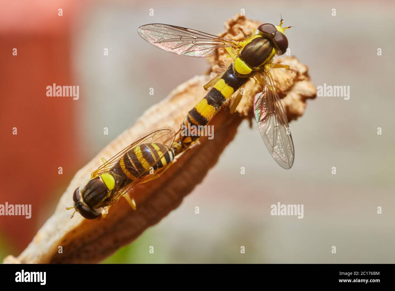 Bugs in my garden Stock Photo - Alamy