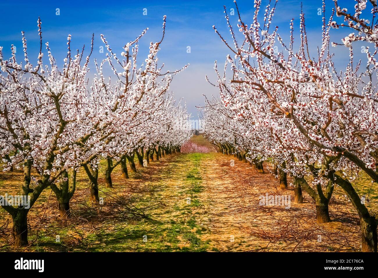 Spring in the countryside Stock Photo - Alamy