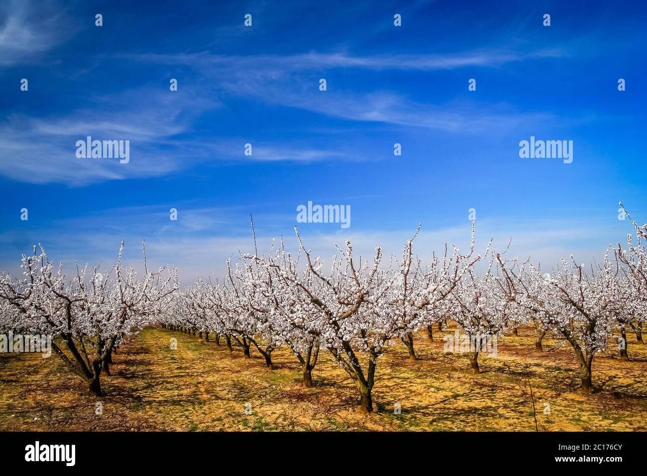 Spring in the countryside Stock Photo - Alamy