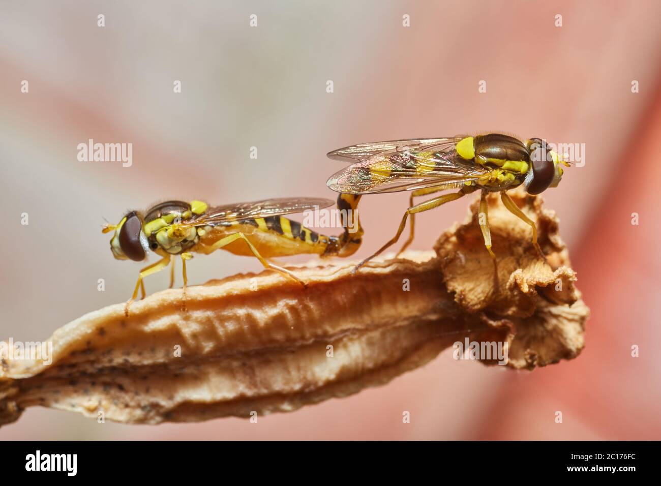 Bugs in my garden Stock Photo - Alamy