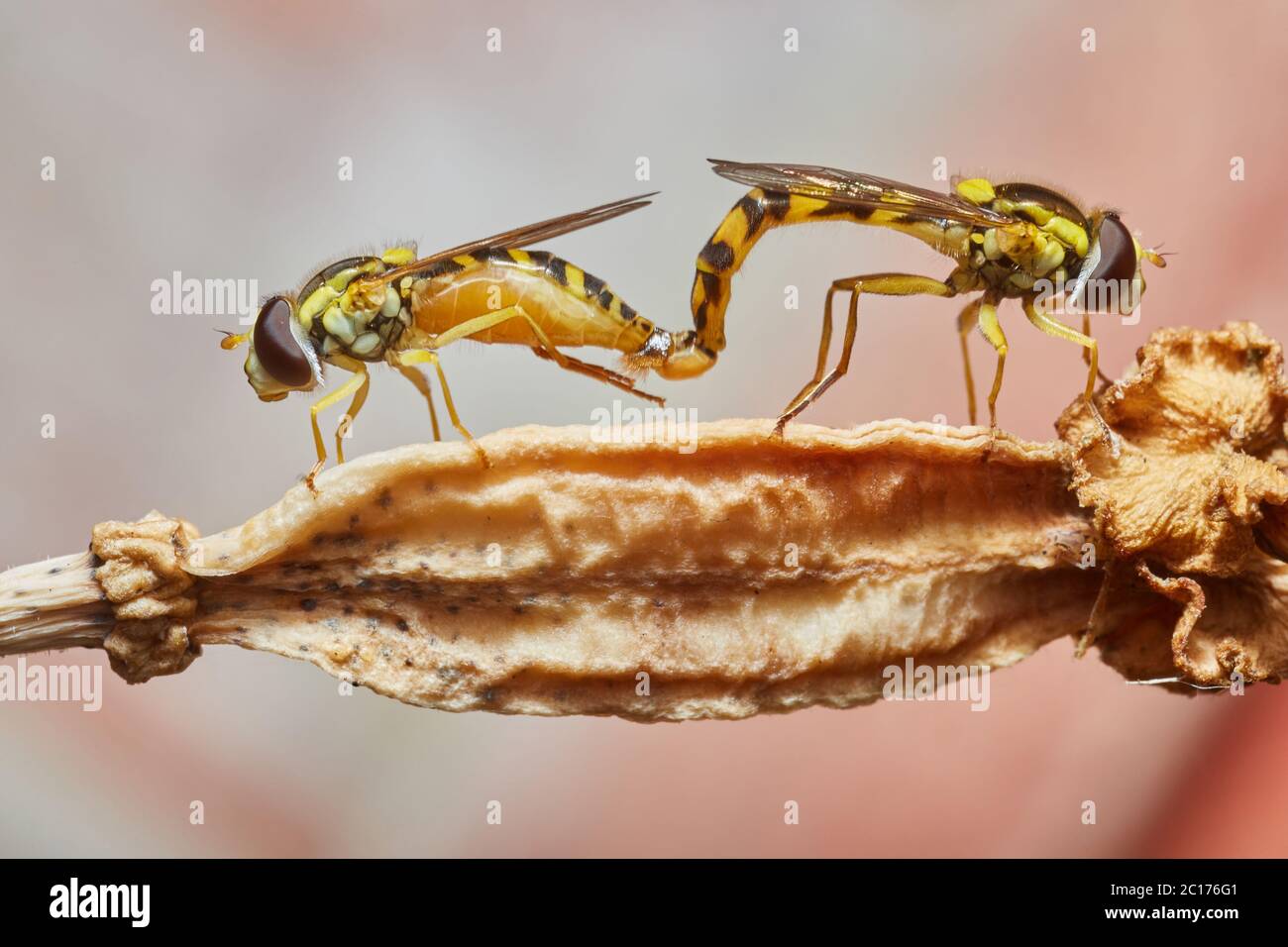 Bugs mating insect hi-res stock photography and images - Alamy
