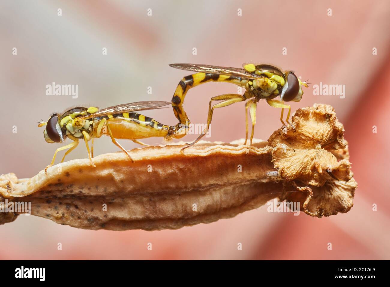 Reproduction in insects hi-res stock photography and images - Alamy