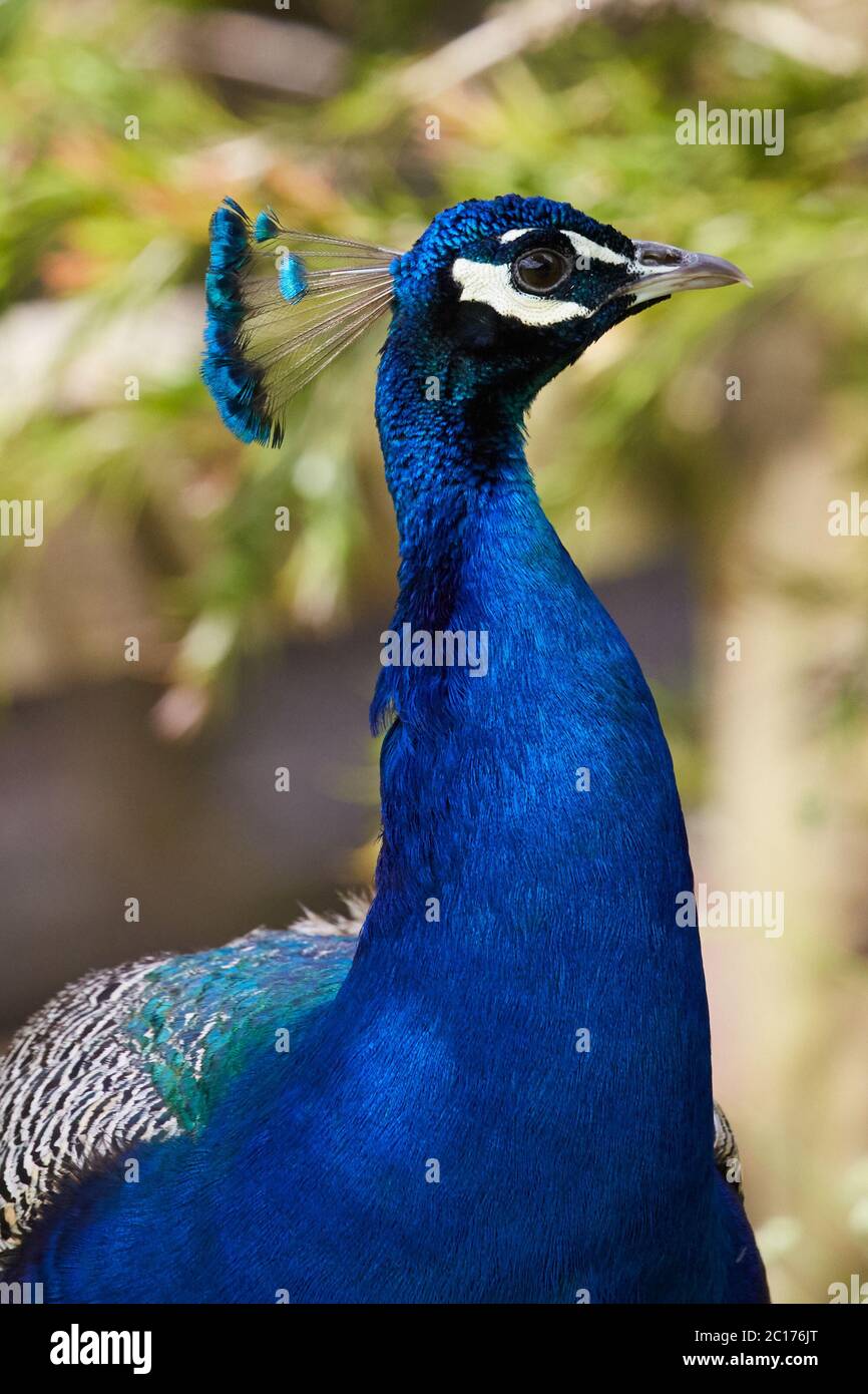 Peacock High Resolution Stock Photography and Images - Alamy