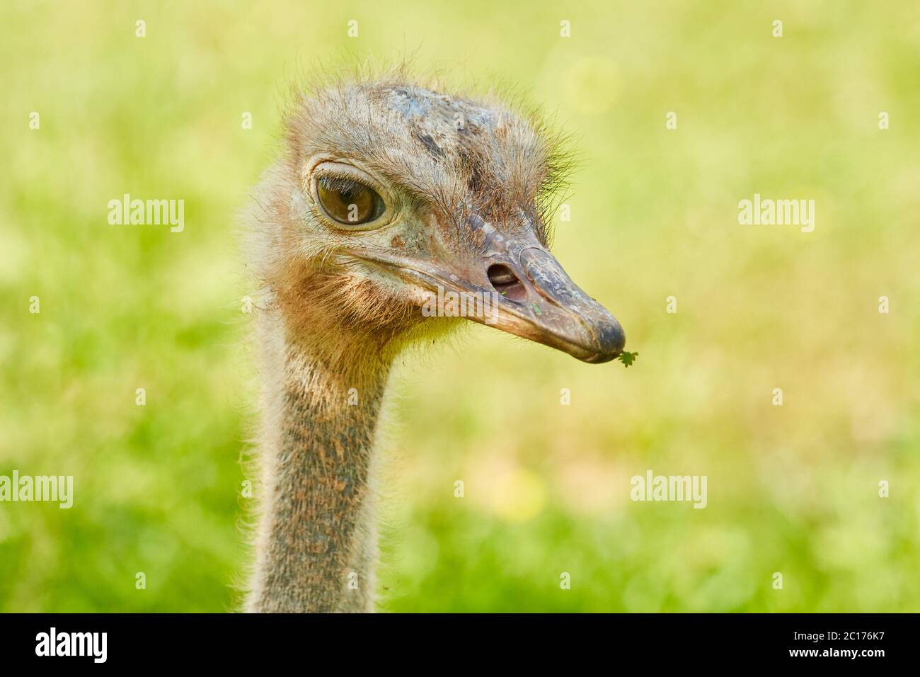 Red necked ostrich hi-res stock photography and images - Alamy