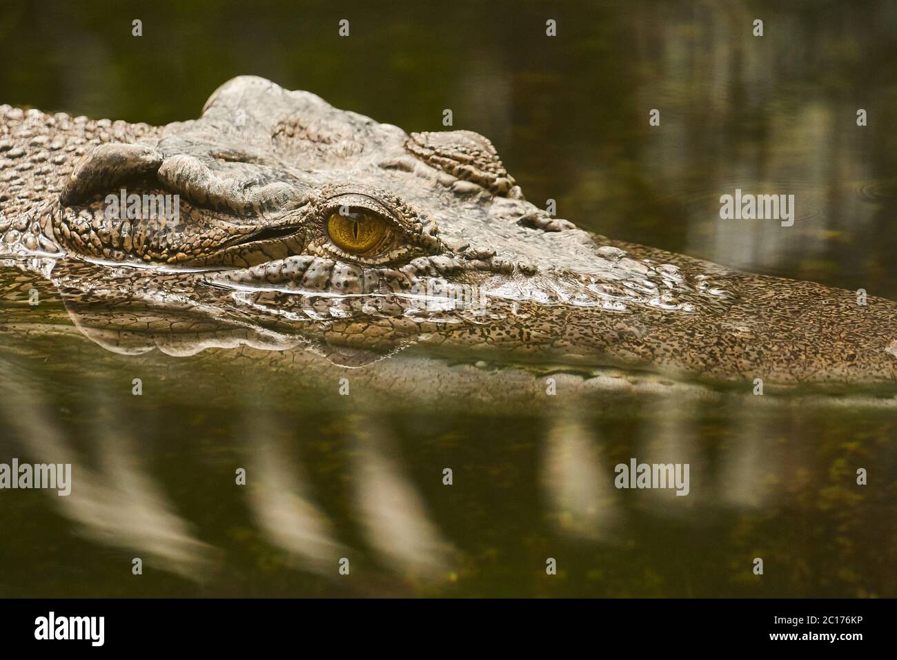 Saltwater crocodile swimming hi-res stock photography and images - Alamy