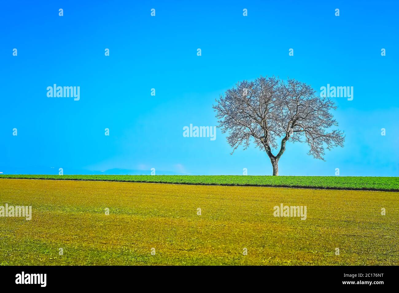 Single Tree in the field Stock Photo - Alamy