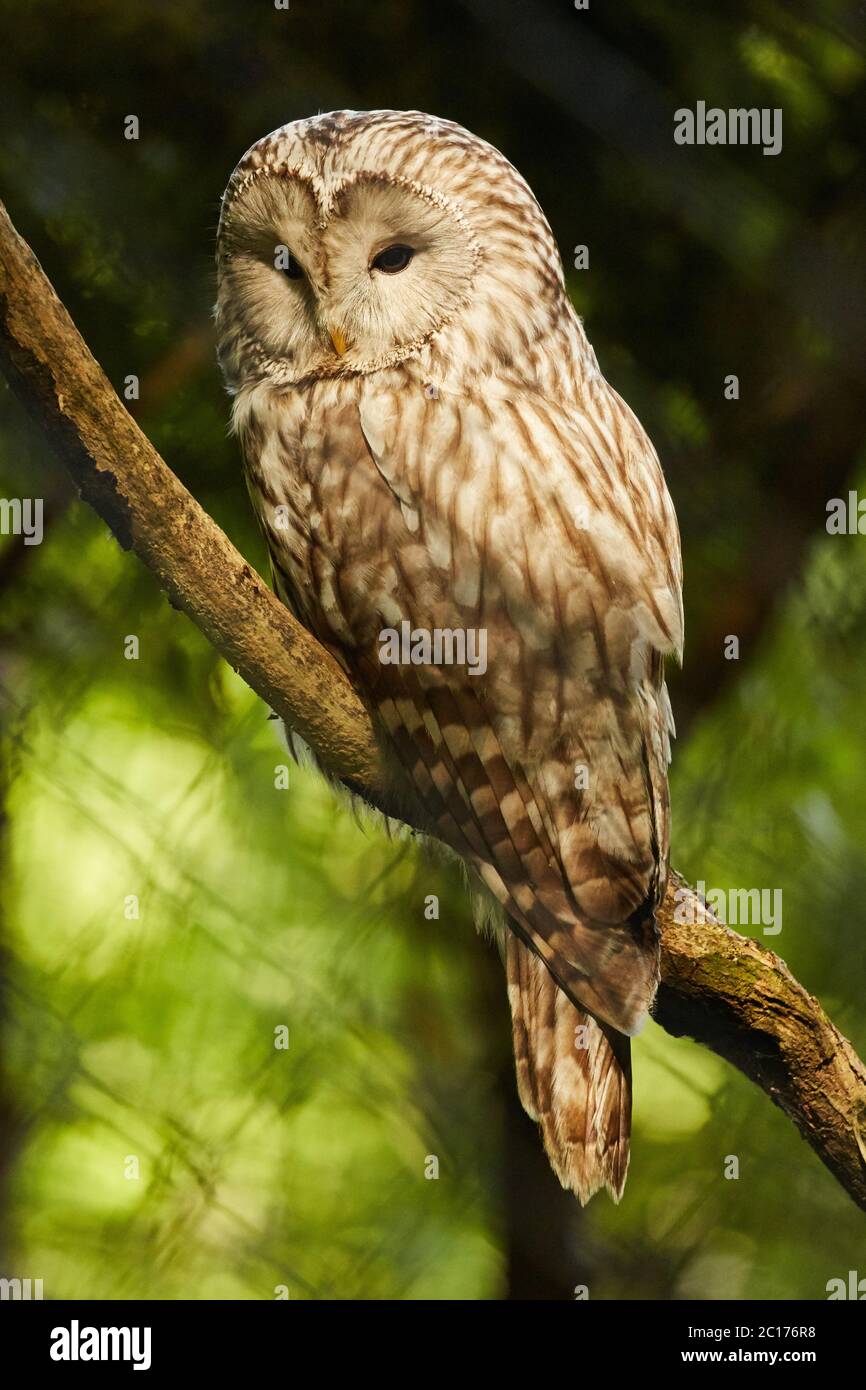China owl hi-res stock photography and images - Alamy