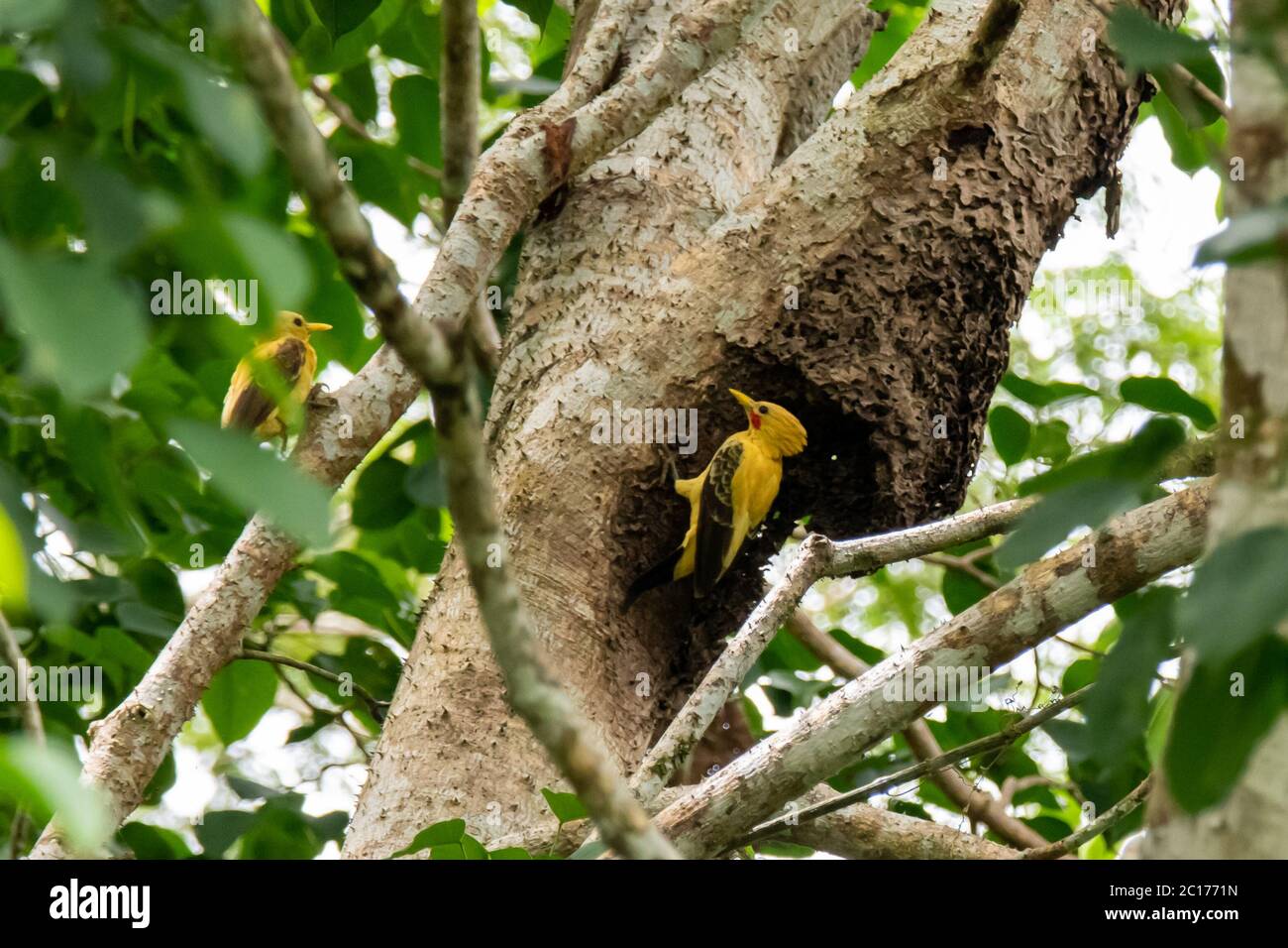 Breeding pair of Cream-colored woodpeckers (Celeus flavus peruvianus ...