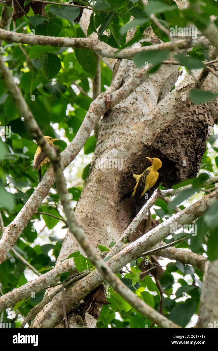 Breeding pair of Cream-colored woodpeckers (Celeus flavus peruvianus ...
