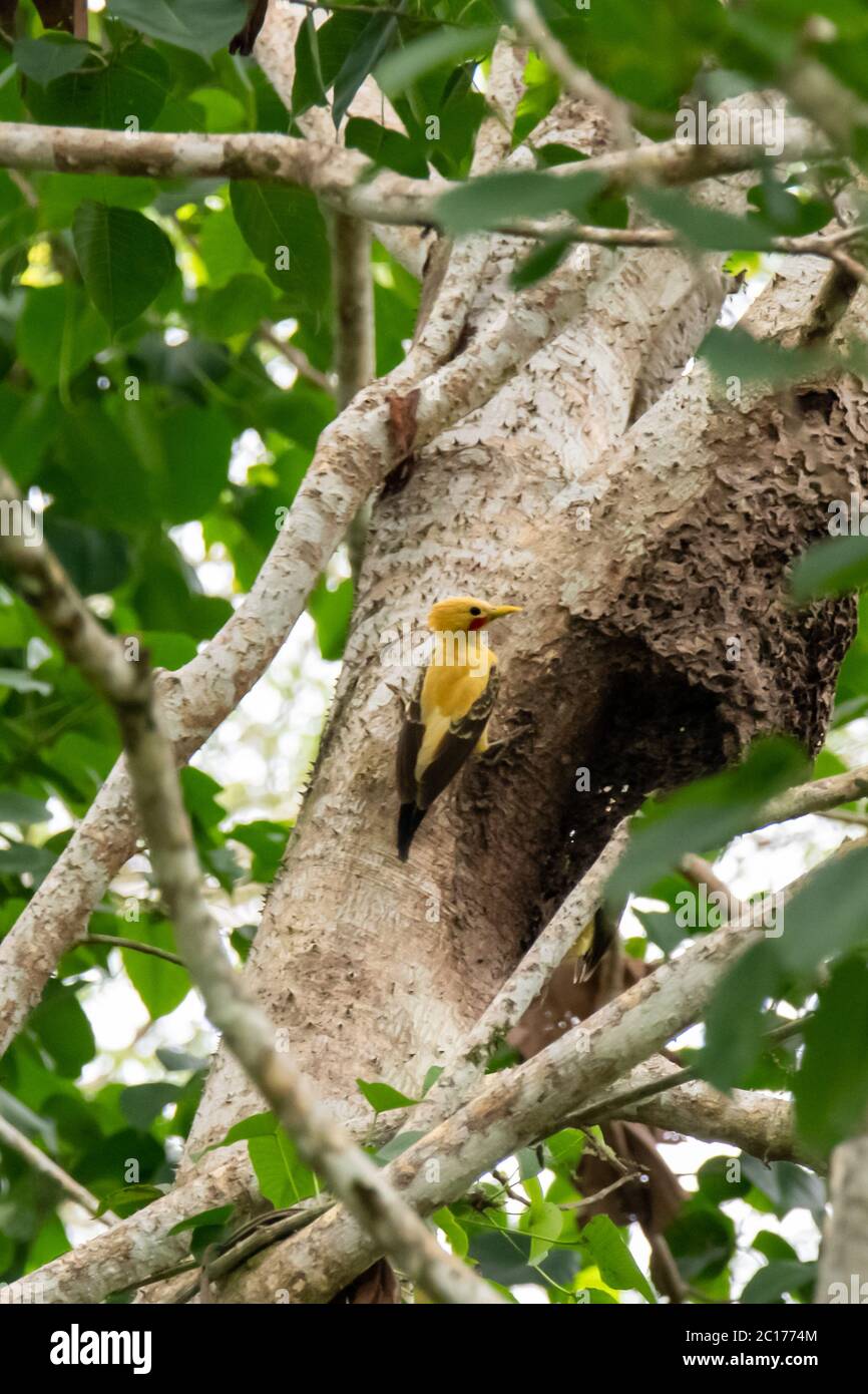 Cream-colored woodpecker (Celeus flavus peruvianus) in the Peruvian ...