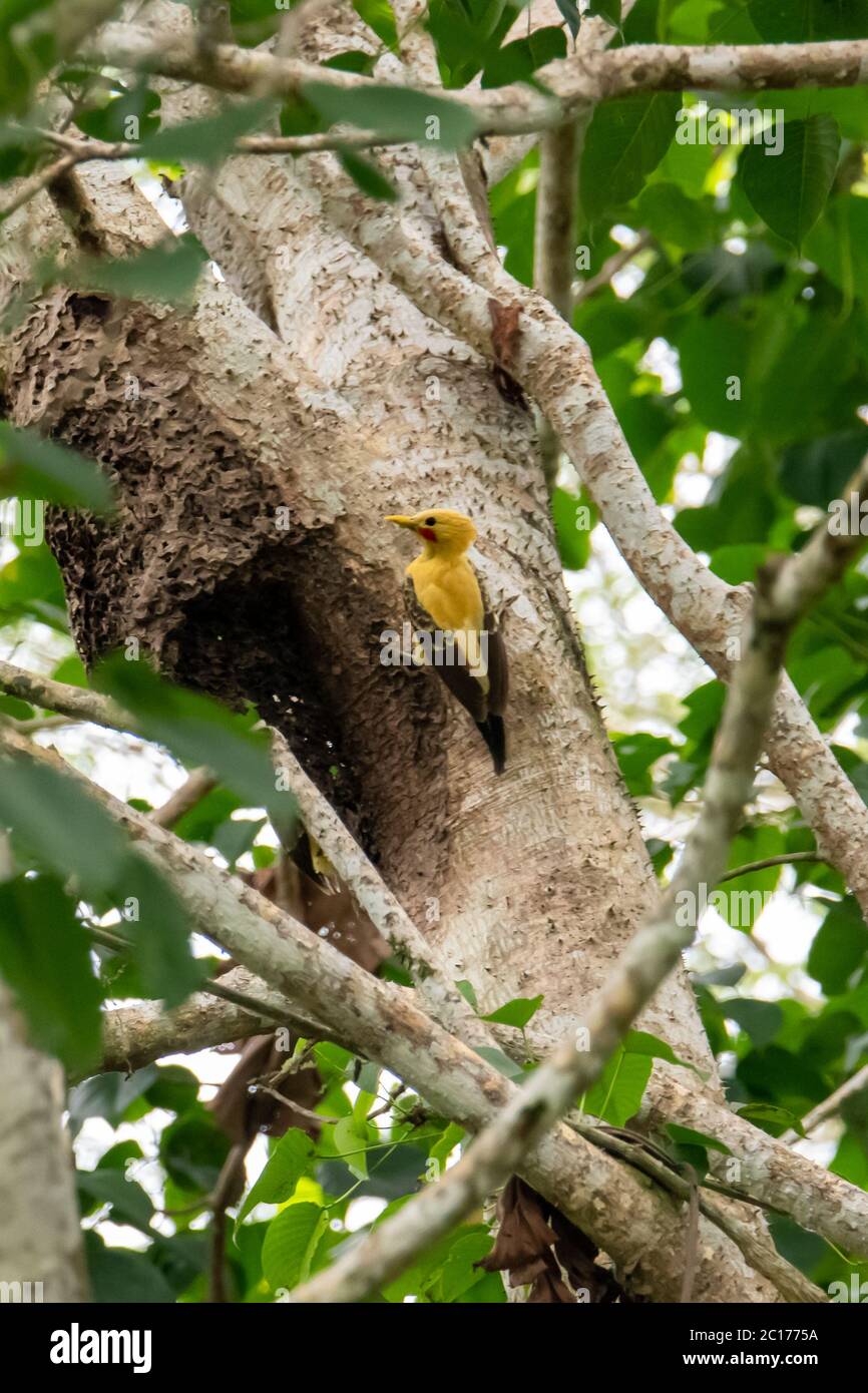 Cream-colored woodpecker (Celeus flavus peruvianus) in the Peruvian ...