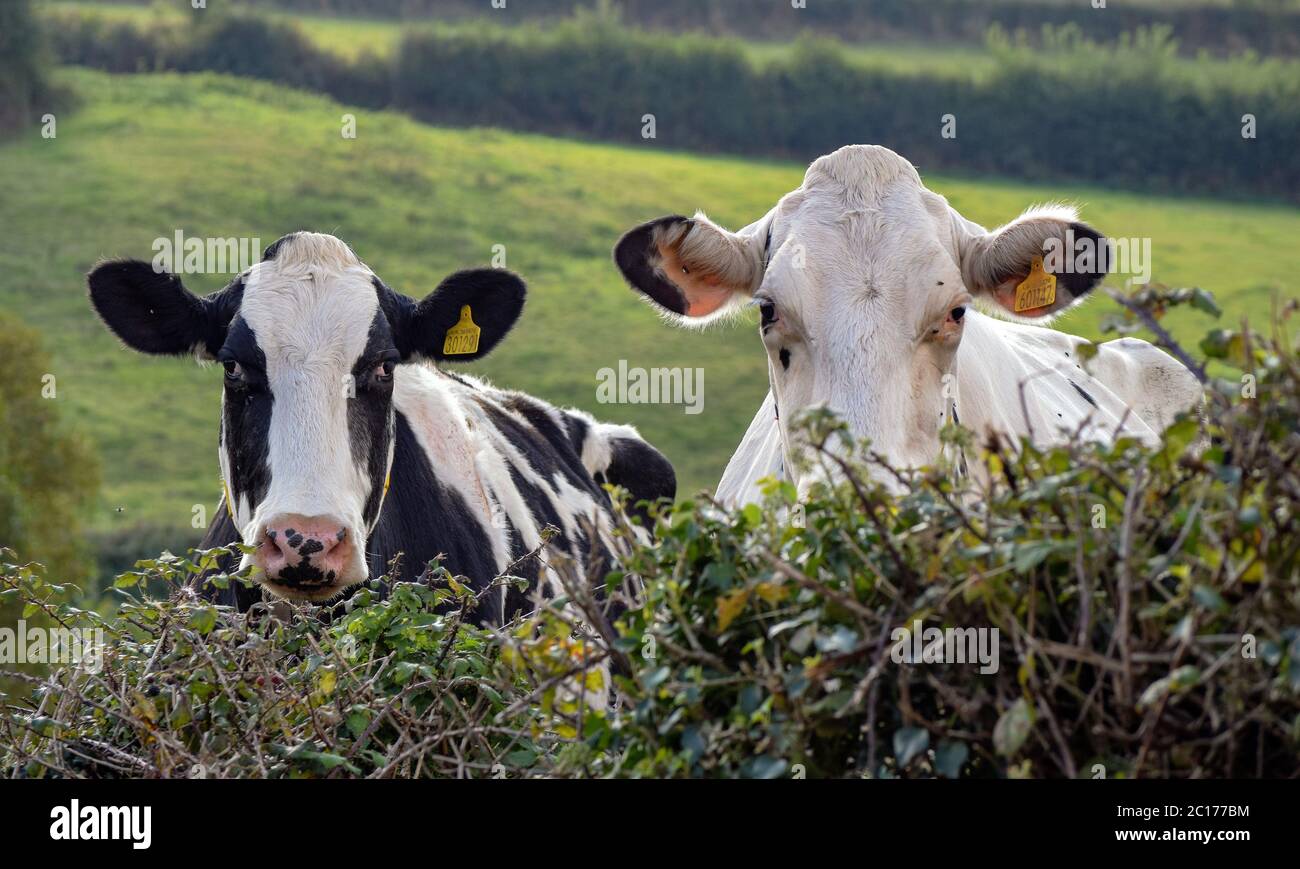 Cows looking into camera over a hedge Stock Photo - Alamy