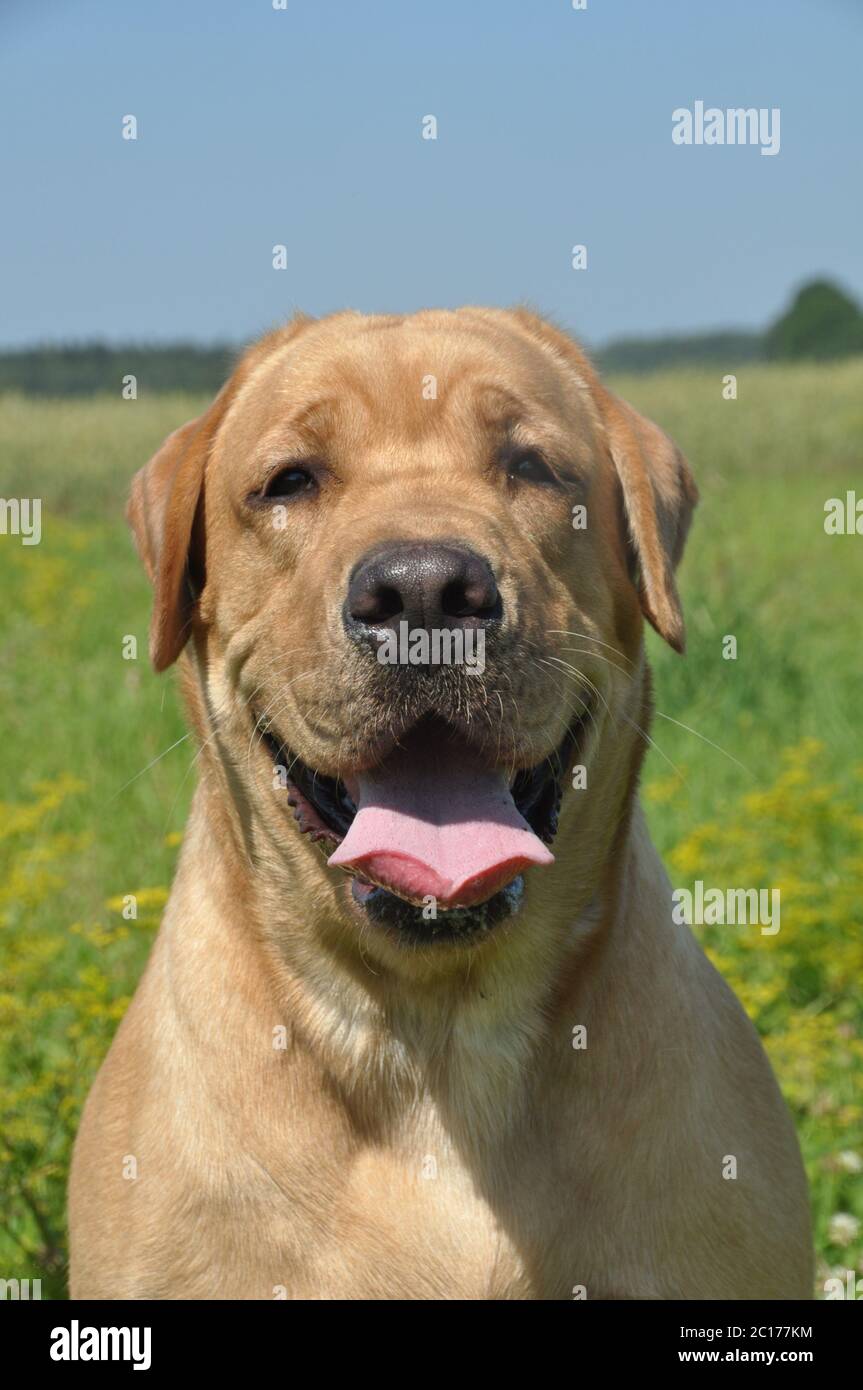 Gold labrador hi-res stock photography and images - Alamy