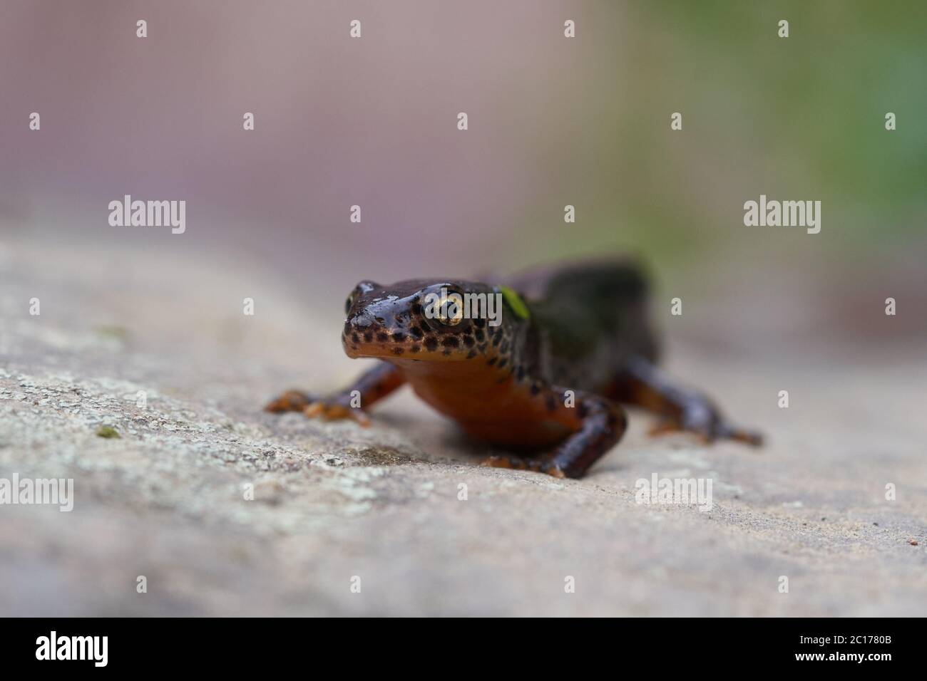 Alpine newt Ichthyosaura alpestris Amphibian Orange Belly Stock Photo ...