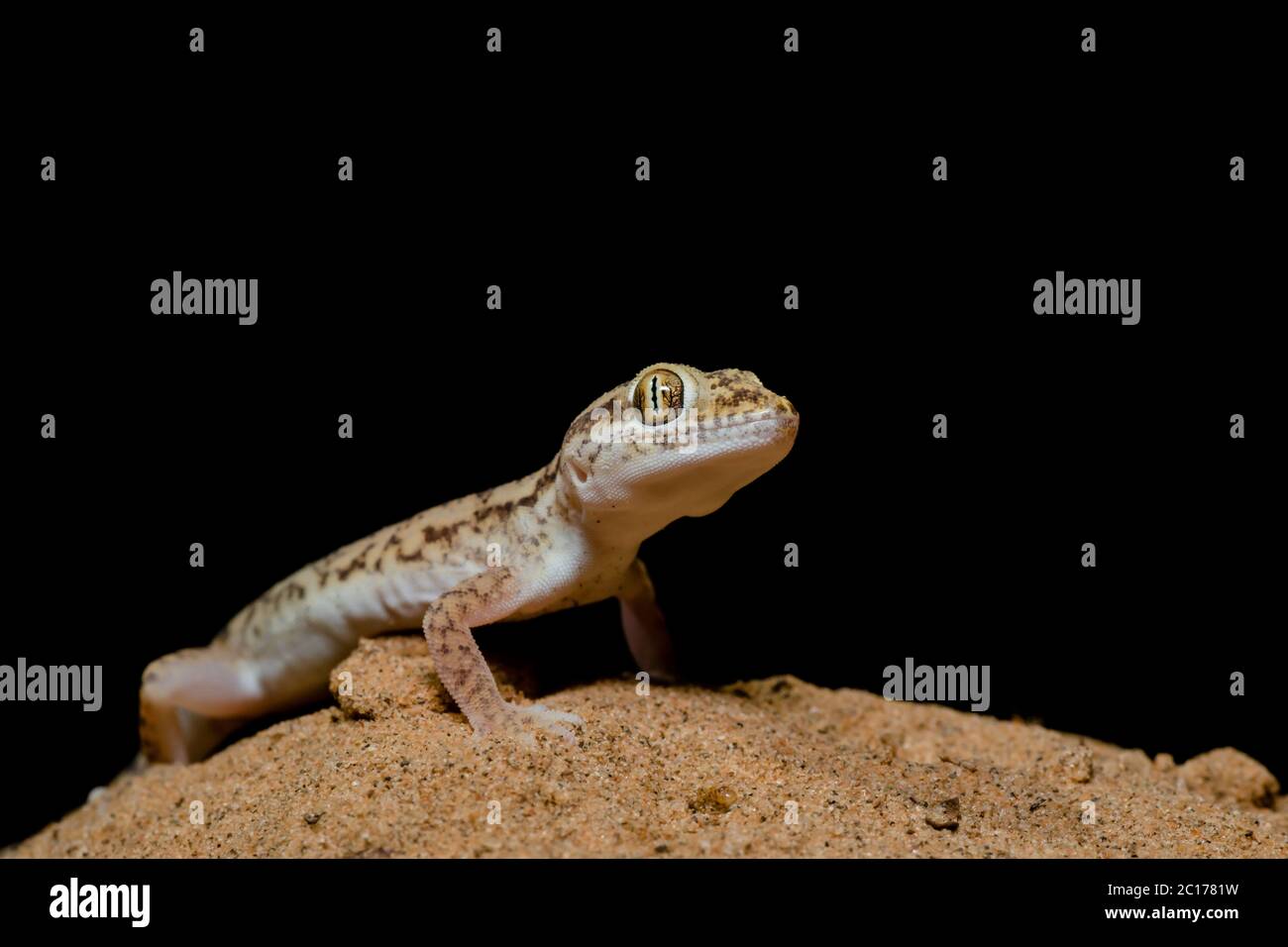Sind Sand Gecko, Desert National Park, Rajasthan, India Stock Photo - Alamy