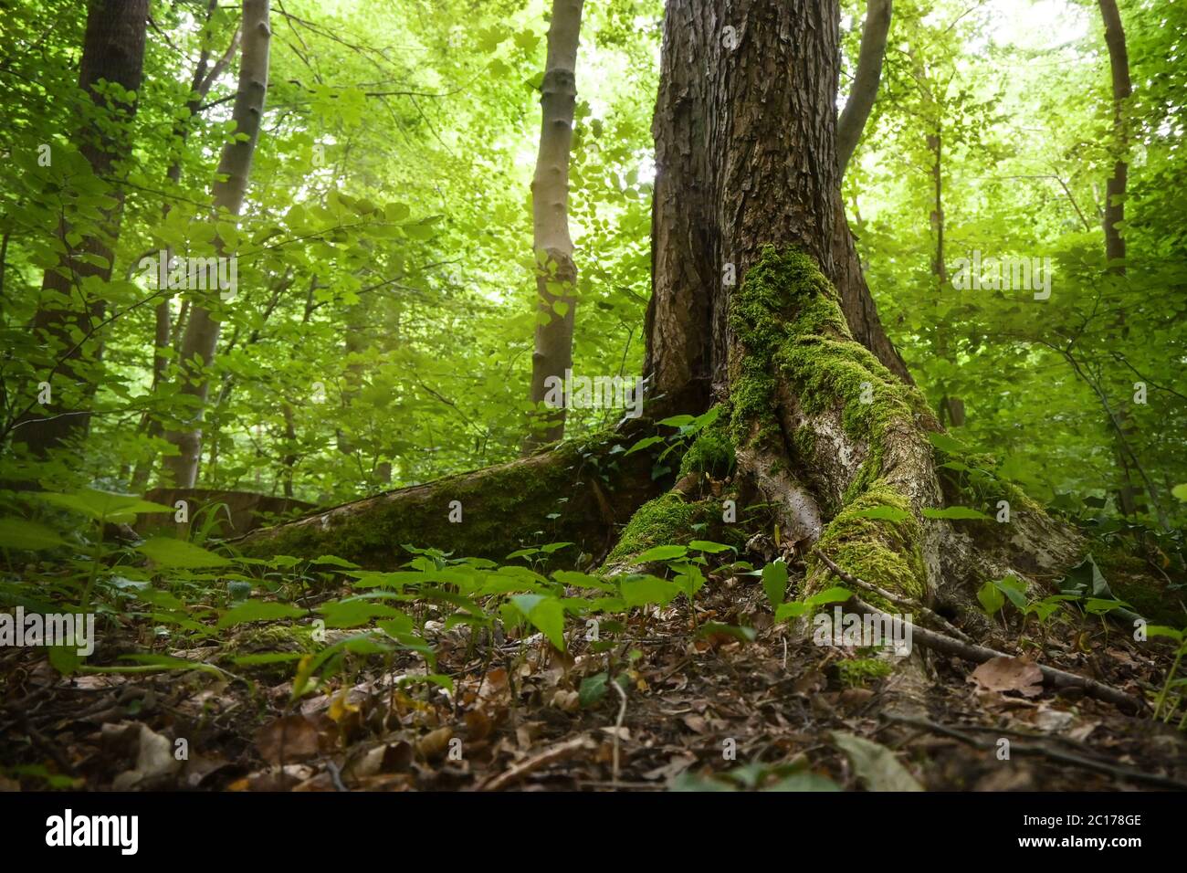 Roots of an old tree overgrown with moss and ivy in a natural deciduous ...