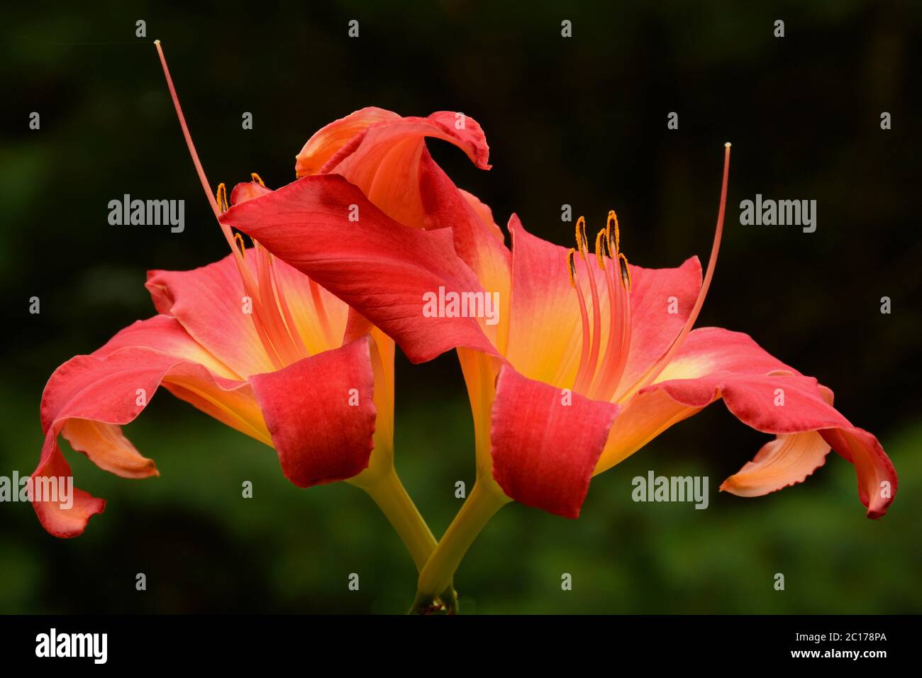 Close-up of stunning pair of vivid red daylily blossoms (Hemerocallis ...